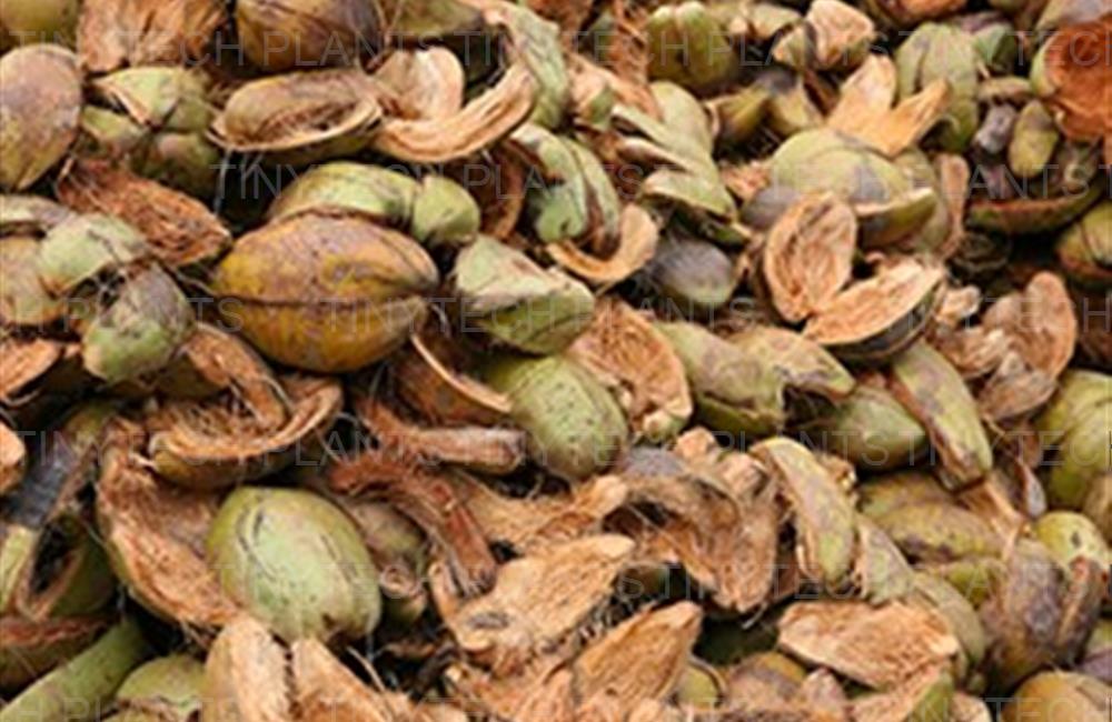 Coconut Shredding Machine, Specialized Plants, Tinytech Plants, Rajkot ...